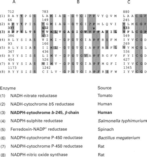 sequence alignment of reductases and the i subunit of cytochrome b 245