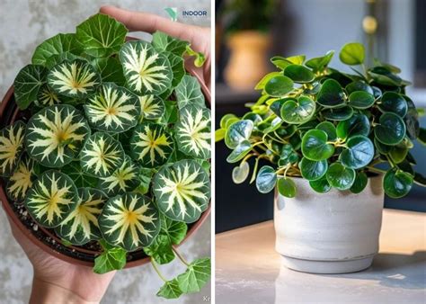 10 Beautiful Round Leaf Houseplants To Brighten Your Home