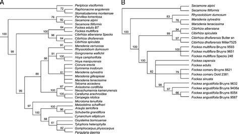 Phylogenetic Trees Numbers Above Branches Indicate Bootstrap Support