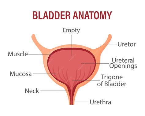 Urinary Bladder Anatomy Model