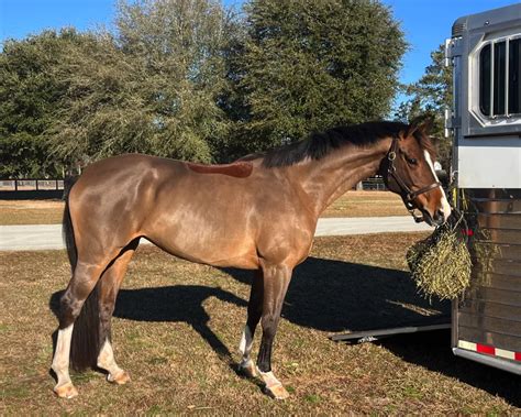 Denira VF | Warmblood Sales