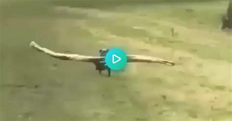 Dad Can We Take It Home Can We Pleeeease Album On Imgur