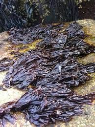 Edible Seaweed And Foraging Gourmet Types Of Seaweeds Uk