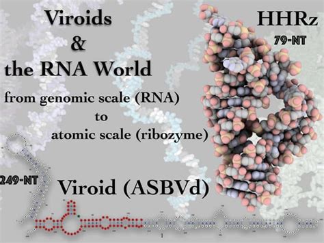 Viroids And The Rna World Ppt