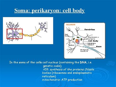 Nervous Tissue Neurons And Glial Cells Anna L