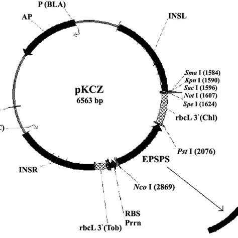 Substitution Of The Aada Gene With The Mutated Epsp Synthase Using The Download Scientific