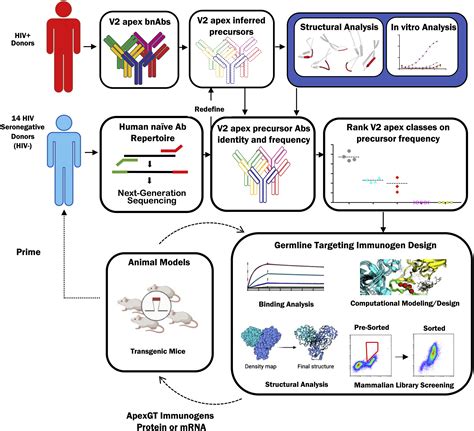 Human Immunoglobulin Repertoire Analysis Guides Design Of Vaccine