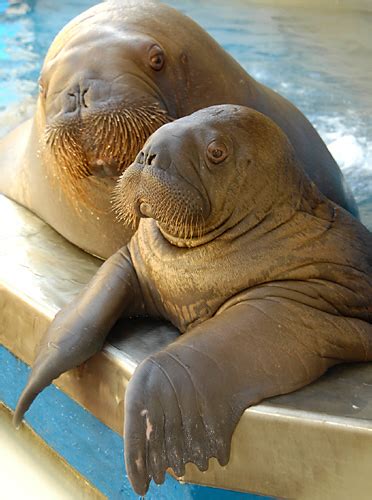 December 2010 World Wide Walrus Web