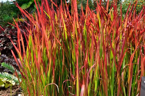 Ornamental Grasses A Colorful Must For Any Garden Arlington Times