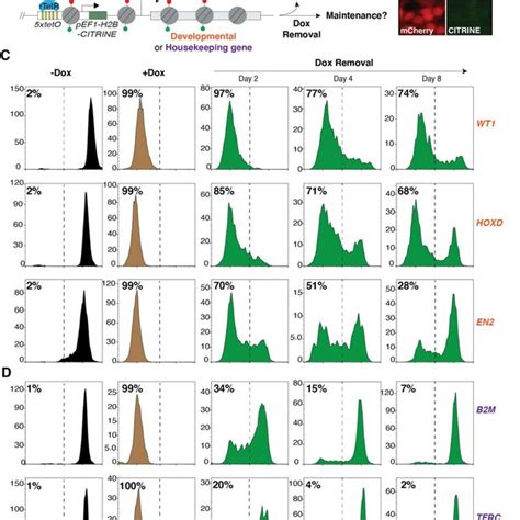 Newly Established Polycomb Silencing Near Developmental Genes But Not