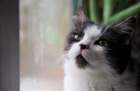 70 Free Pussycat And Cat Images Pixabay