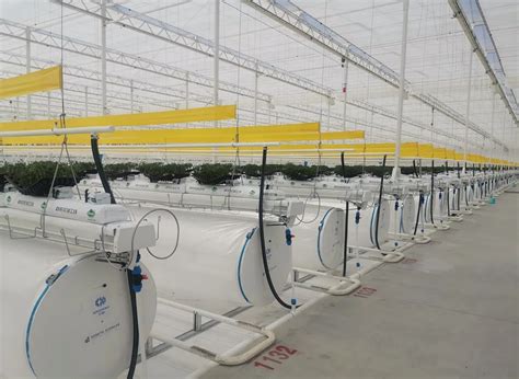 Plants In Second Phase Of Semi Closed Greenhouse Cuihu Project