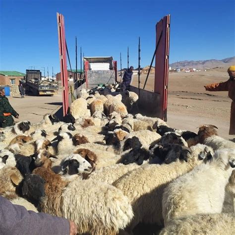 Биржээр дамжуулан малаа үйлдвэрт арилжаалж эхэллээ