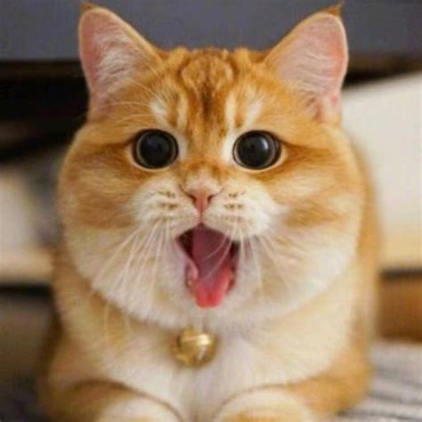 xiuchao wu zhejiang university hangzhou zju college of computer