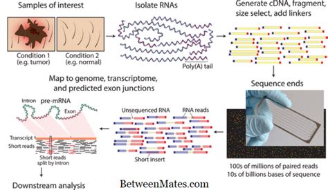 Unterschied Zwischen Microarray Und Rna Sequenzierung Microarray Vs