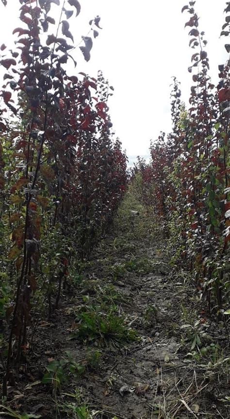 კახეთის ფორუმი იყიდება ტყემლის ნერგები წითელი დროშა