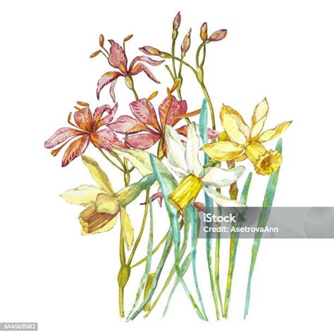 하얀 배경에 고립 된 봄 꽃 수선화 수채화 손 그린 일러스트 부활절 디자인 0명에 대한 스톡 벡터 아트 및 기타 이미지 0명 꽃 식물 러시아 Istock