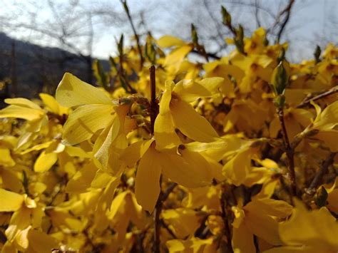 Forsythia Flowers Yellow Free Photo On Pixabay Pixabay