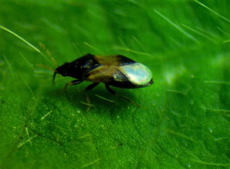 Monitoring And Controlling Early Abundance Of Thrips On Soybean Fields