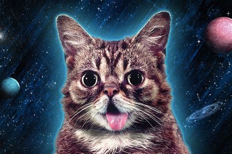 Lil Bub Prepara Su Gran álbum Debut Science And Magic