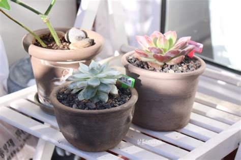 식물 키우기 다육이 키우는법 물주기 처리다유기 다육 화분 네이버 블로그