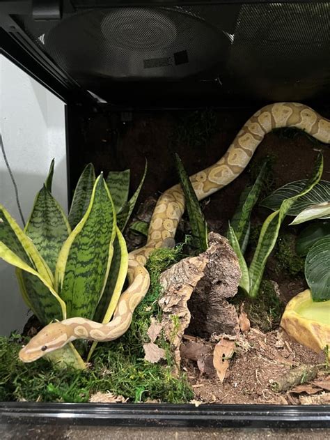 My New Bioactive Ball Python Terrarium Rsnakes