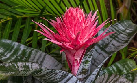 Plant Care Aechmea Fasciata House Plants Flowers