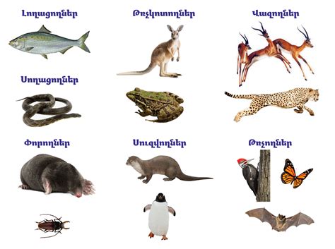 Կենդանիների հատկանիշները և բազմազանությունը — դաս։ Կենսաբանություն 7 րդ դասարան