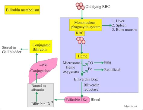 Liver Function Tests Part 3 Differential Diagnosis Of Jaundice Lft Lab Tests In Jaundice