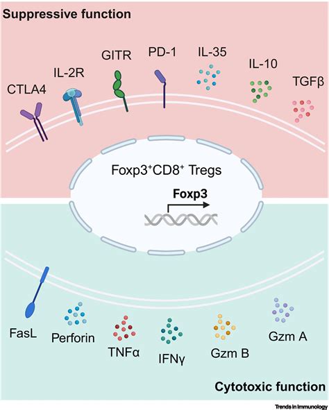 Foxp3 Cd8 Regulatory T Cells Bona Fide Tregs With Cytotoxic Function