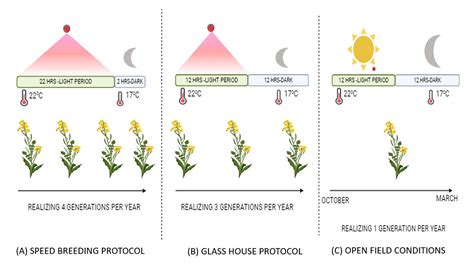 Revolutionizing Crop Production The Imperative Of Speed Breeding Technology In Modern Crop
