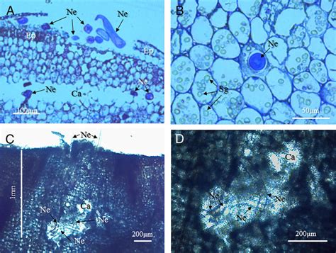 Light Micrographs Showing Cross Sections Of The Apices Of Young Download Scientific Diagram