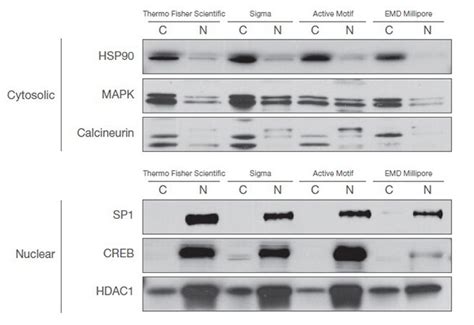 Cell Fractionation And Organelle Isolation Thermo Fisher Scientific Us