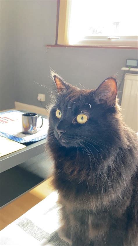Diana Cats