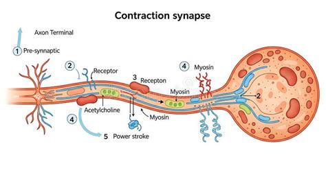 Contraction Synapse A Detailed Diagram Of The Process Stock