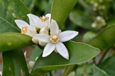 Neroli Essential Oil Uses Benefits And Contraindications