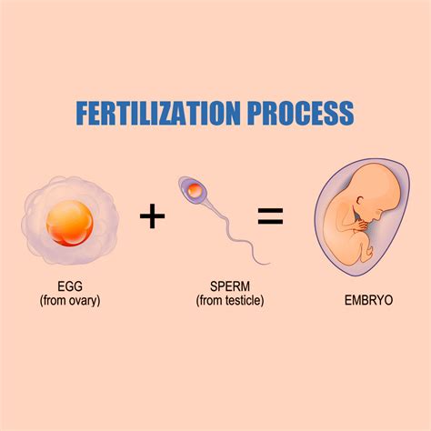 Pregnancy 🌟 The Fertilization Process How Life Begins 🤰 The Journey