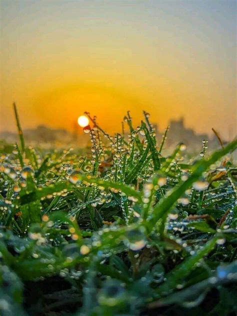 গোধূলি সন্ধ্যা ~