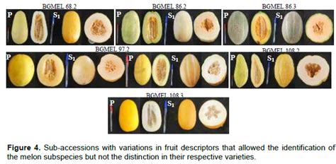 African Journal Of Agricultural Research Morphological Diversity And