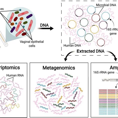 preparing vaginal microbiome samples for community sequencing the