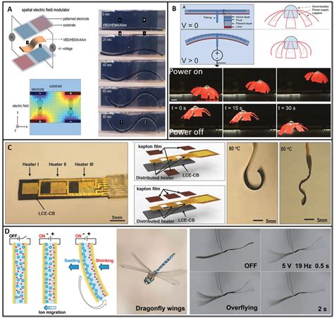 Electrically Responsive Actuators A Schematics Of An Electroactive