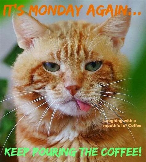 Its Monday Again Keep Pouring The Coffee Funny Cat Images Cat Quotes Funny Funny Cat