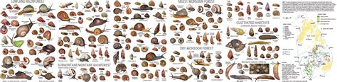 Snail Identification Chart Ponasa