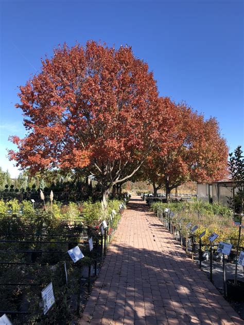 Fall Color Shumard Oak Backbone Valley Nursery