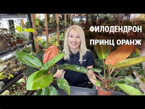 Филодендрон Принц Оранж – пересадка и уход - YouTube