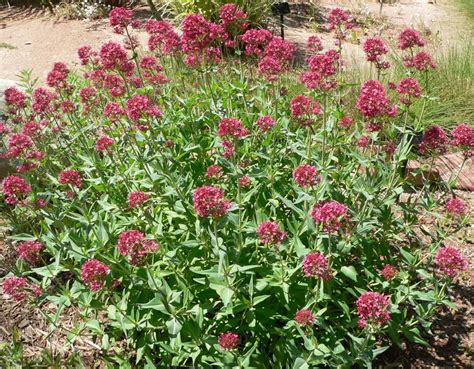 Top 5 Drought Tolerant Plants In The South Of France French Blog