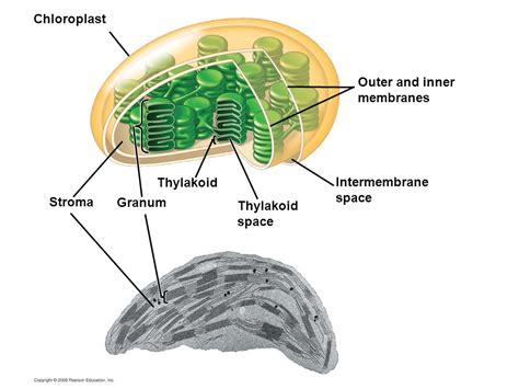 Chloroplast Structure And Function Thylakoid Space