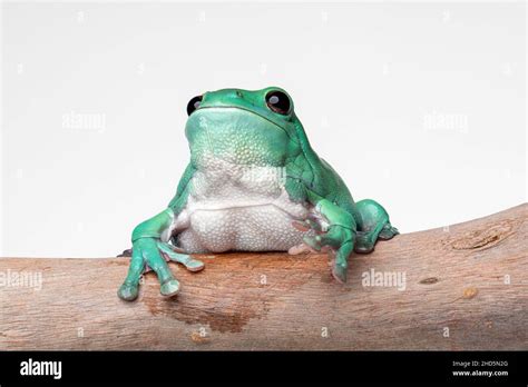Australian Green Tree Frog On White Background Stock Photo Alamy