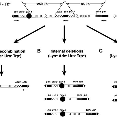 Schematic Representation Of The Genetic Consequences Of Recombination Download Scientific