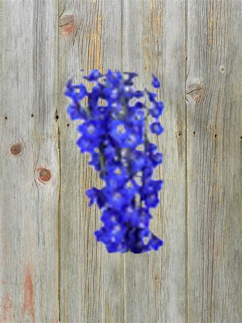 Wholesale Dark Blue Delphinium Delivered Online Flowerfarm